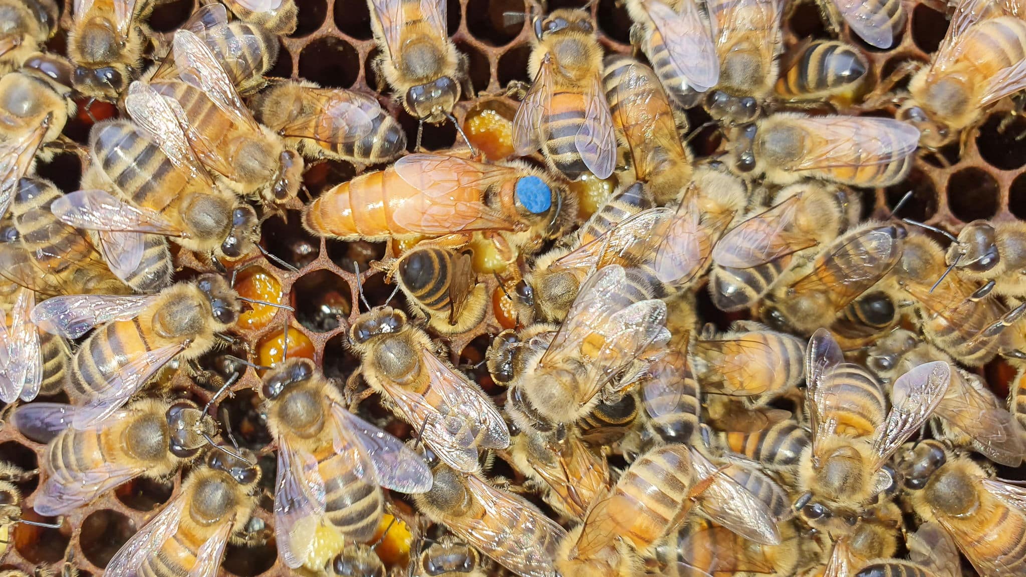 La reine des abeilles : un pilier de l’apiculture