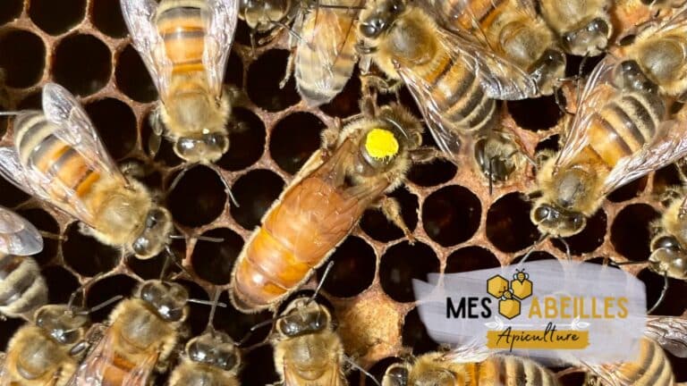 Tour d'horizon des 5 races d'abeilles à connaître