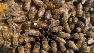 Débuter en Apiculture : Guide Pratique pour réussir