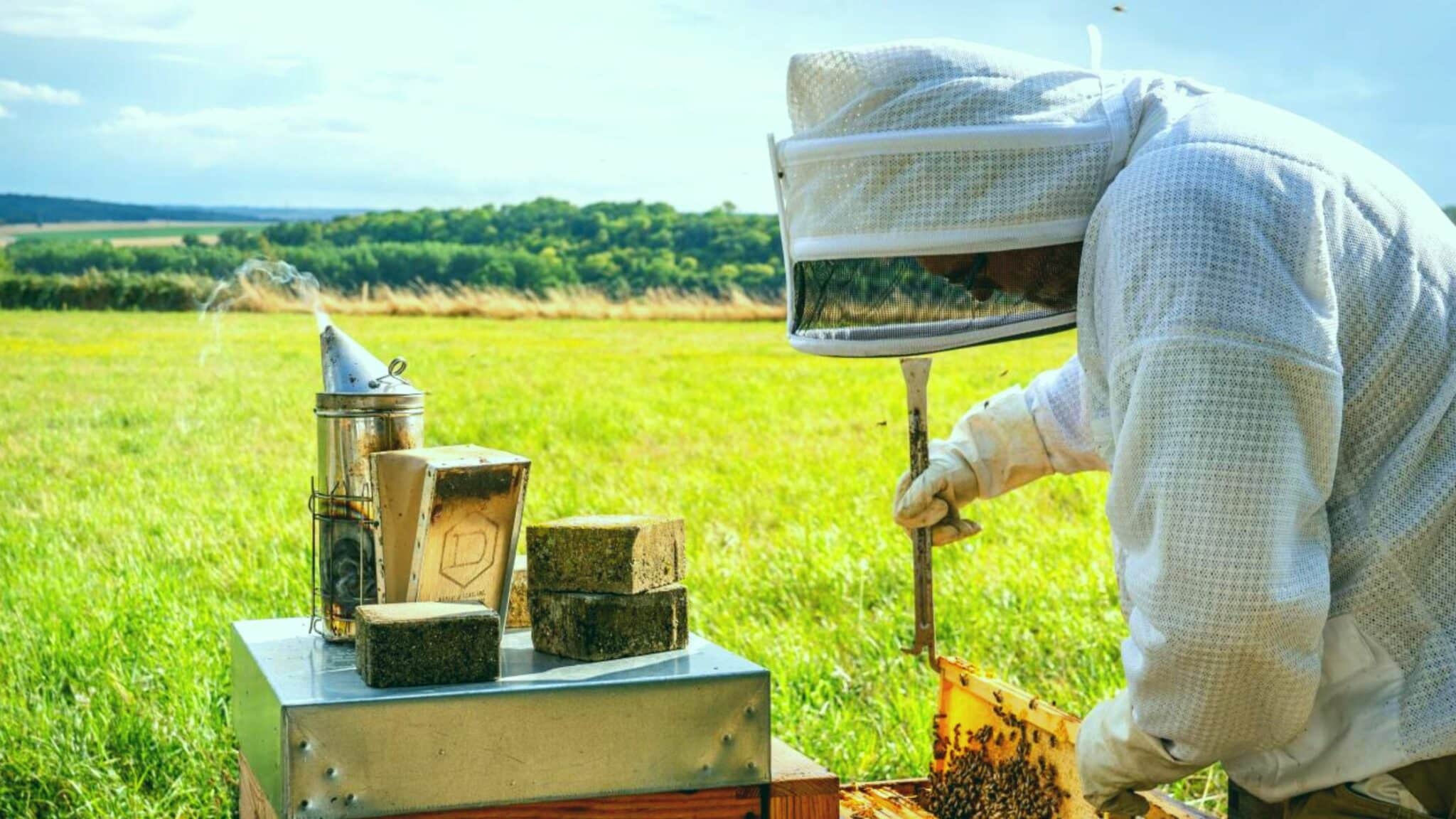 Débuter en Apiculture : Guide Pratique pour réussir