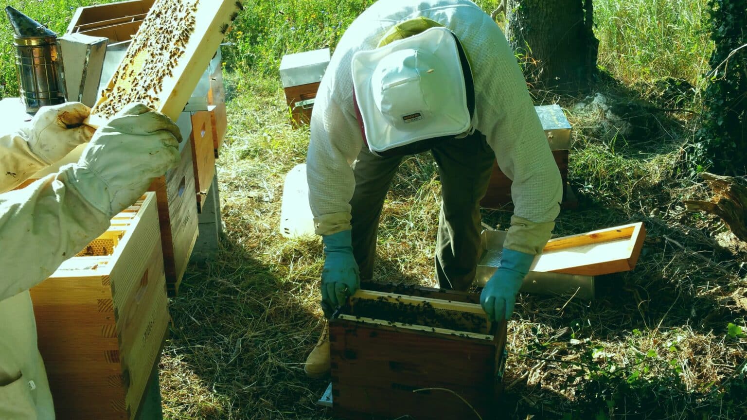 Débuter en Apiculture : Guide Pratique pour réussir