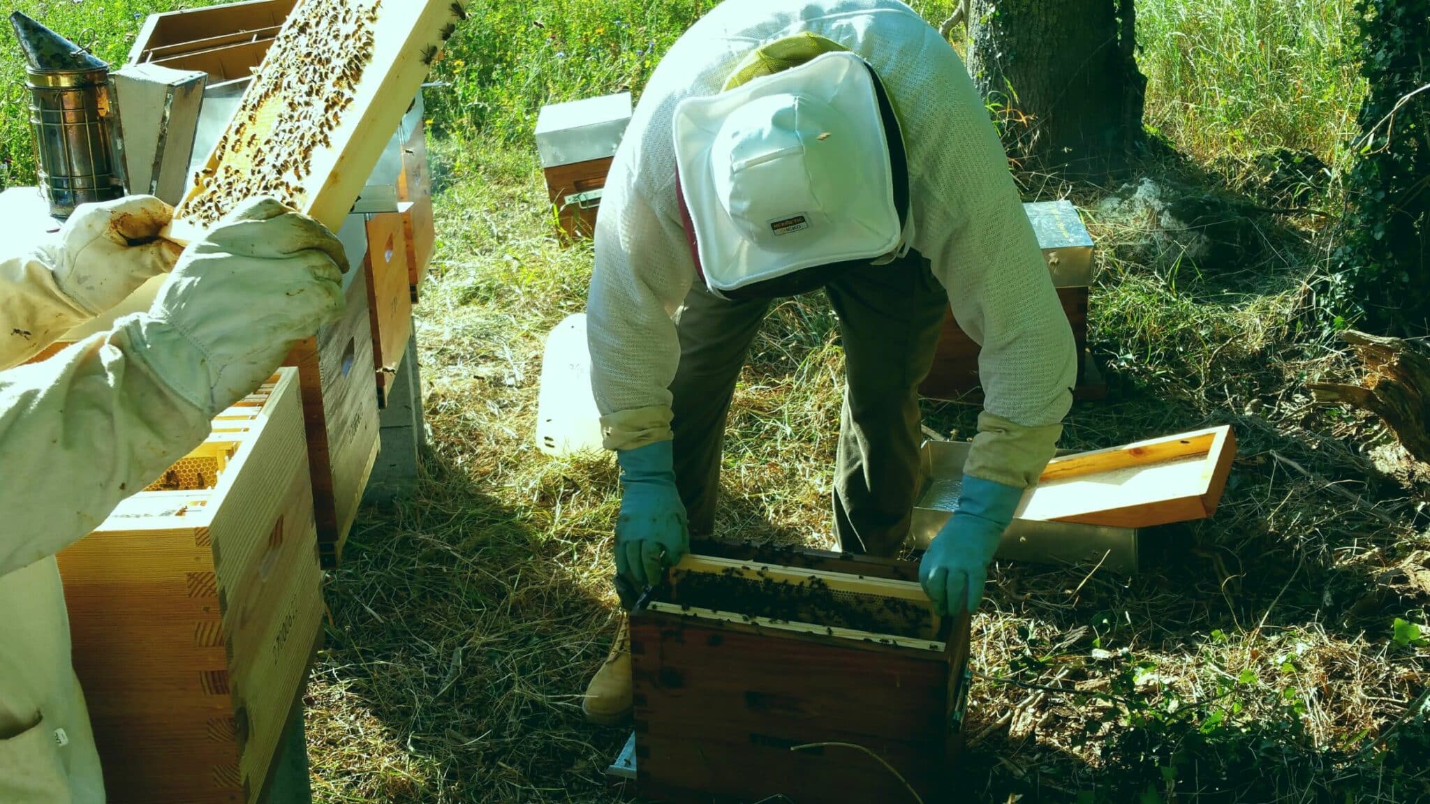 Débuter en Apiculture : Guide Pratique pour réussir